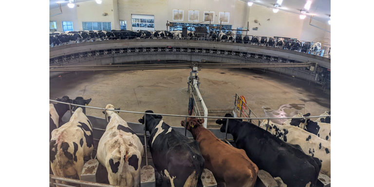 Livestock Dairy Metal Building | American Buildings